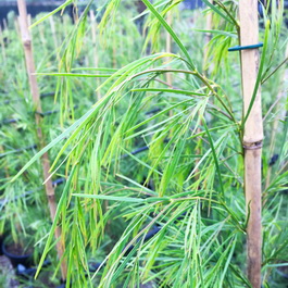 Feature | Advanced Trees | Wholesale Nursery - TGA Australia