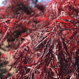 Trees | Advanced Trees | Wholesale Nursery - TGA Australia