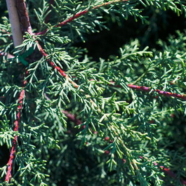 Conifers | Advanced Trees | Wholesale Nursery - TGA Australia