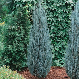 Conifers | Advanced Trees | Wholesale Nursery - TGA Australia