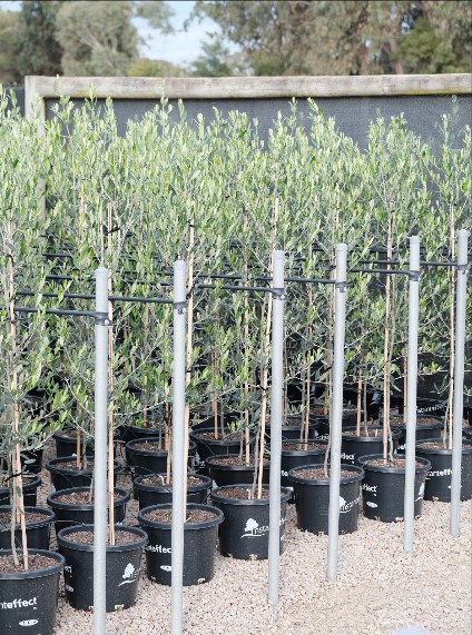 Olea europaea 'Kalamata' | Advanced Trees | Wholesale Nursery - TGA ...
